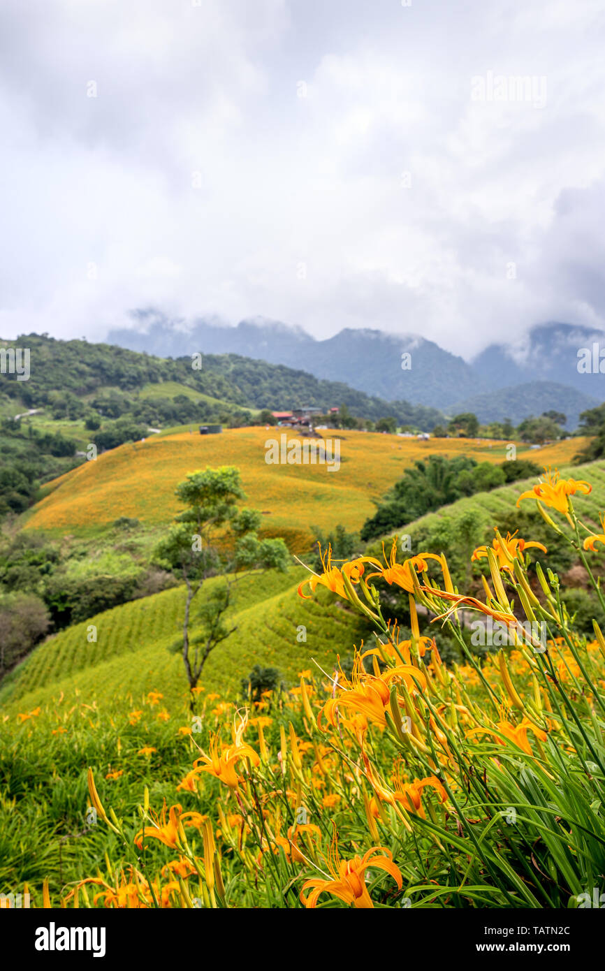 Beautiful orange daylily flower farm on Sixty Rock Mountain (Liushidan ...