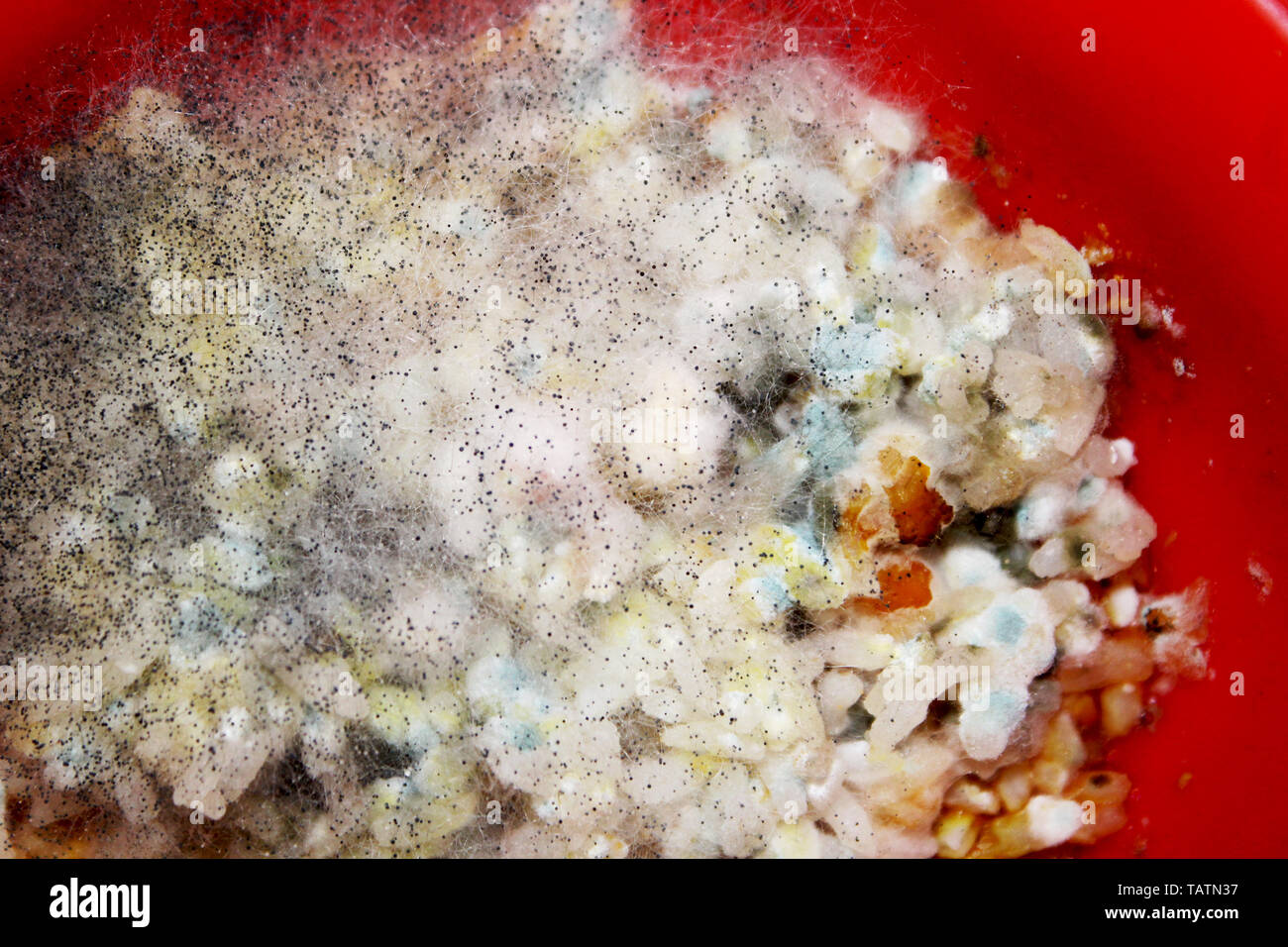 Fungus food hi-res stock photography and images - Alamy