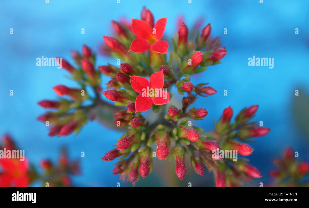 Red flowers in himalayas hi-res stock photography and images - Alamy
