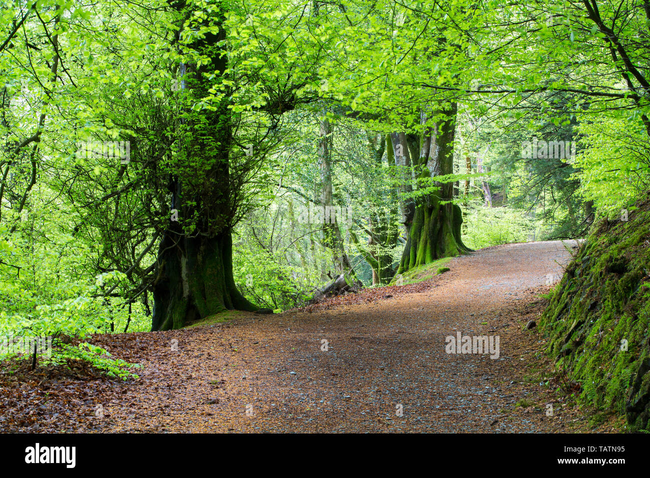 Spring foliage on Beech trees in Deer Bolt Woods above Grasmere, Lake ...
