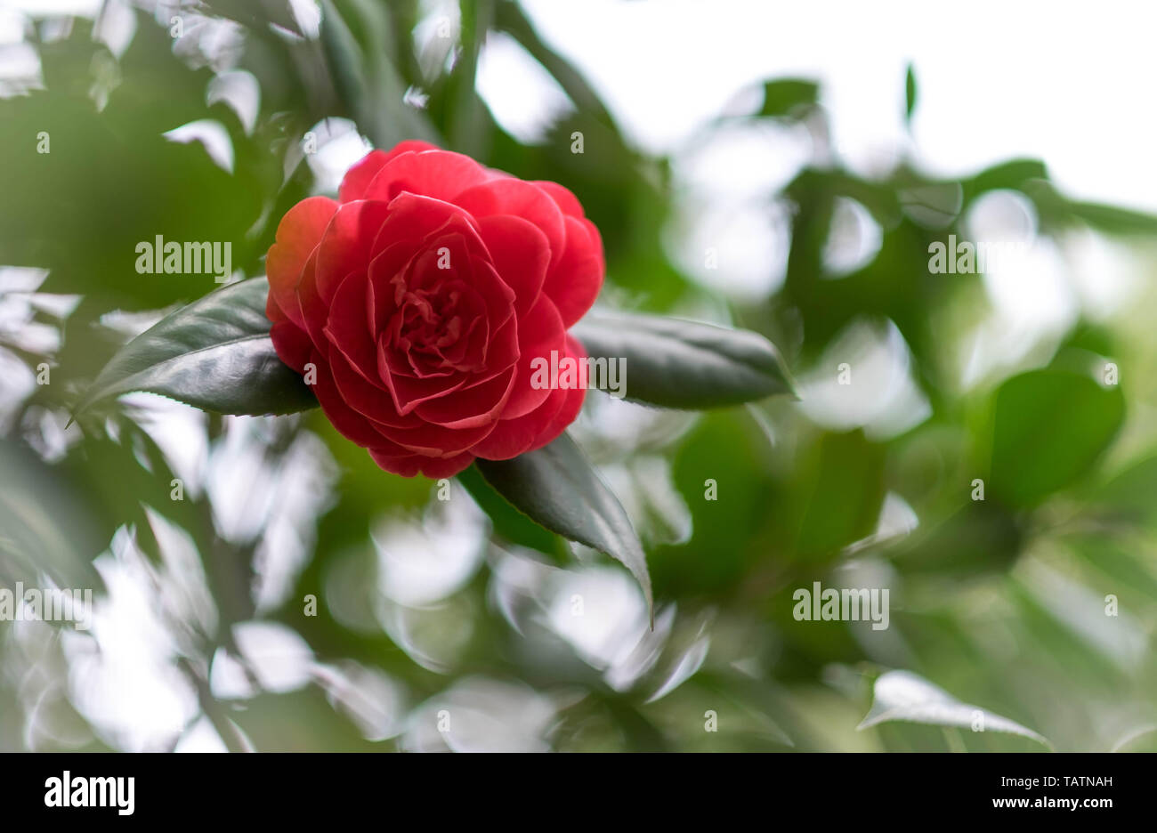 Flowering roses in the summer garden. Rose bush with tree in bloom ...