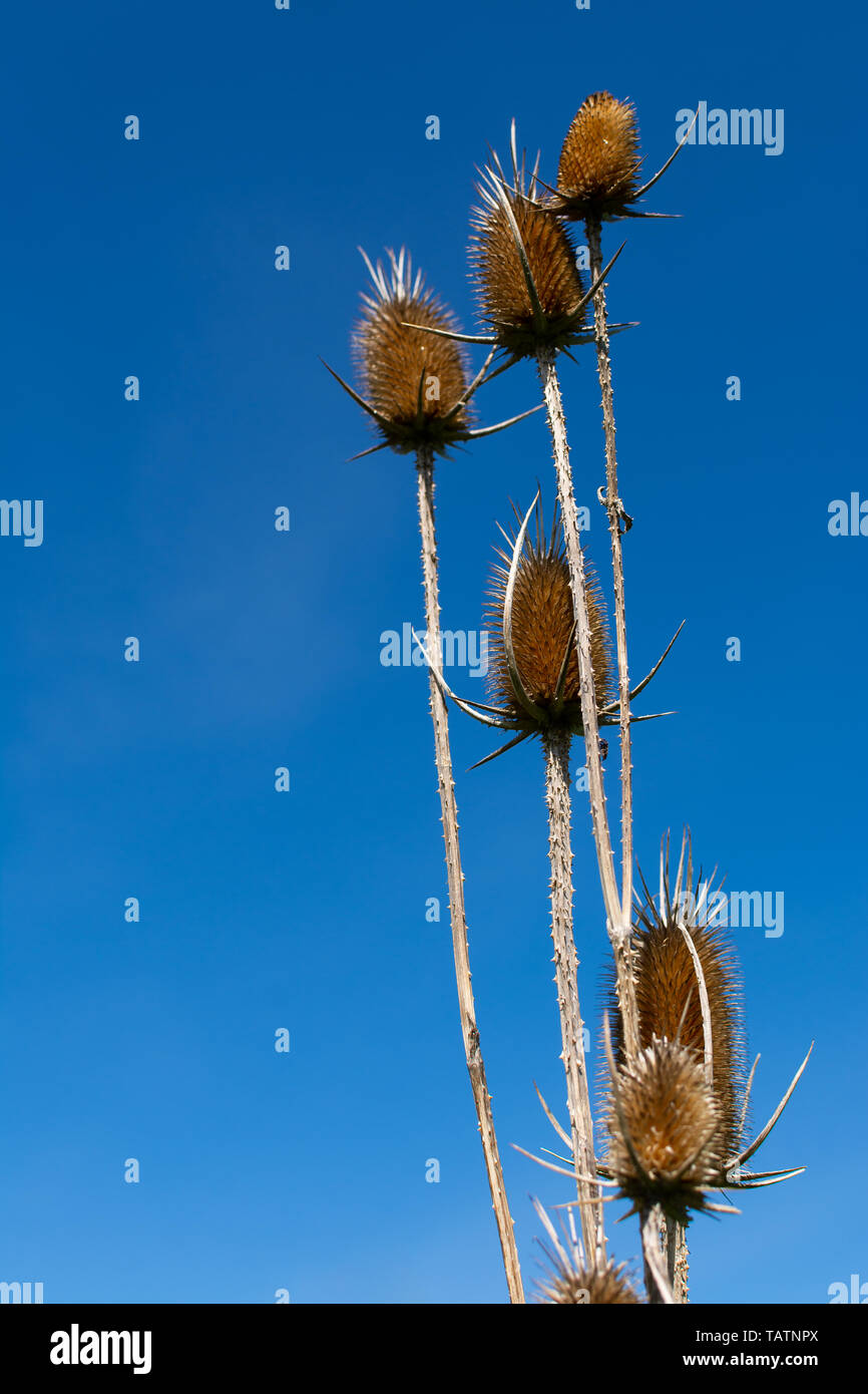 The invasive teasel with brilliant blue skies in the background ...