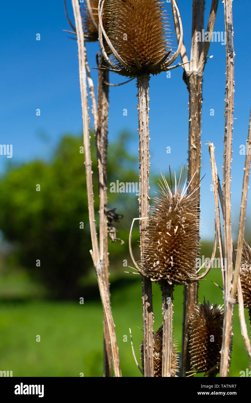 Common teasel dead flower hi-res stock photography and images - Alamy