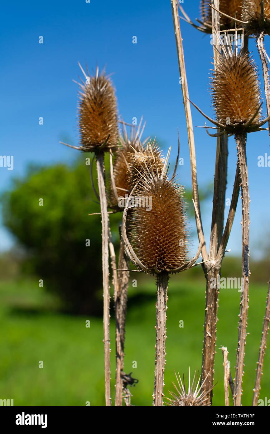 Common teasel dead flower hi-res stock photography and images - Alamy