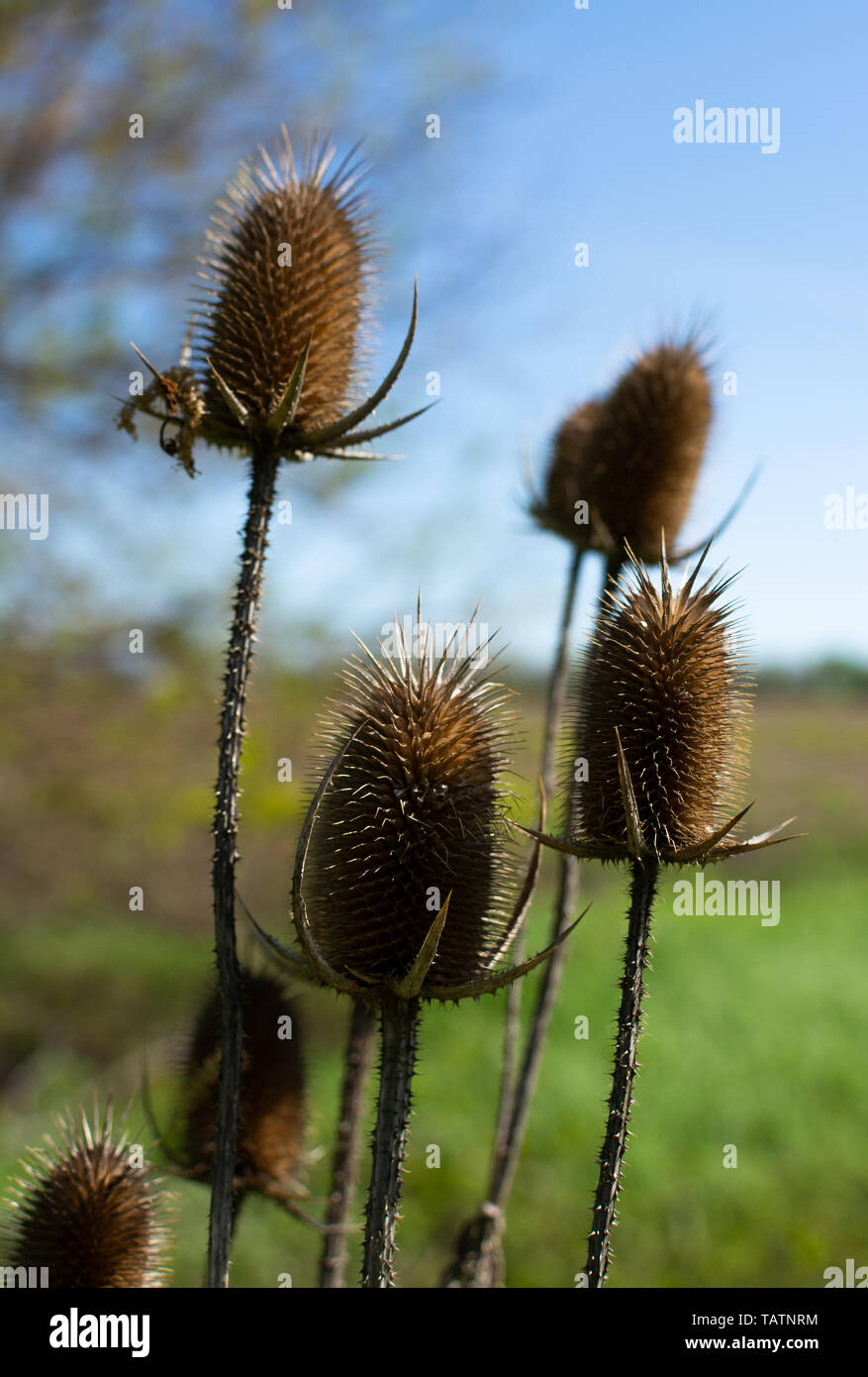 Common teasel dead flower hi-res stock photography and images - Alamy