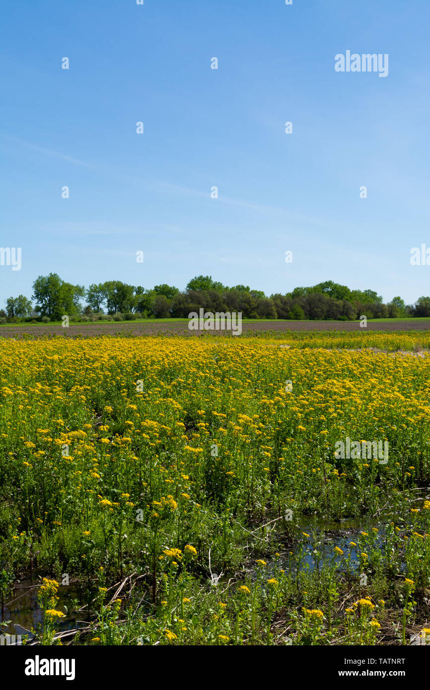 Balsam Ragwort (Senicio pauperailus) growing in the open field with ...