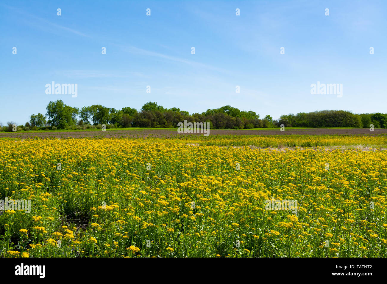 Balsam Ragwort (Senicio pauperailus) growing in the open field with ...