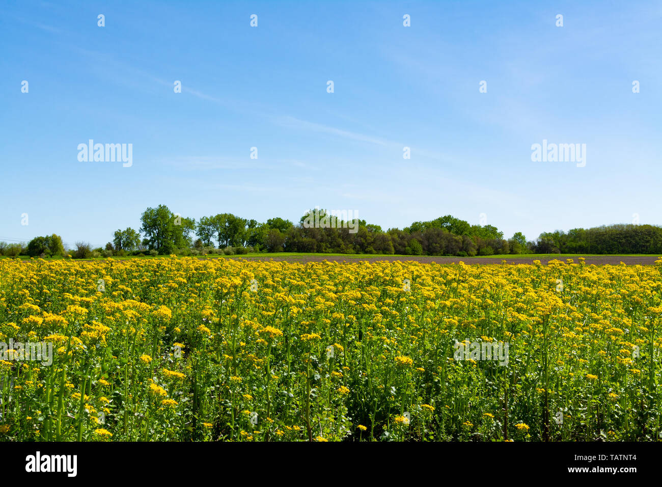 Balsam Ragwort (Senicio pauperailus) growing in the open field with ...