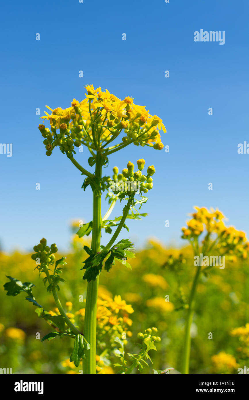 Balsam Ragwort (Senicio pauperailus) growing in the open field with ...