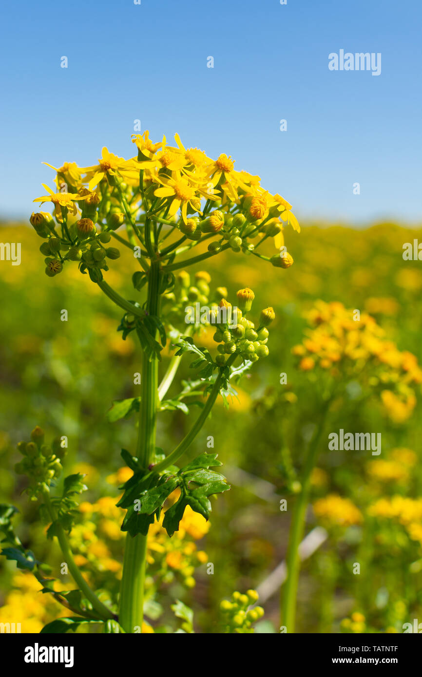 Balsam Ragwort (Senicio pauperailus) growing in the open field with ...