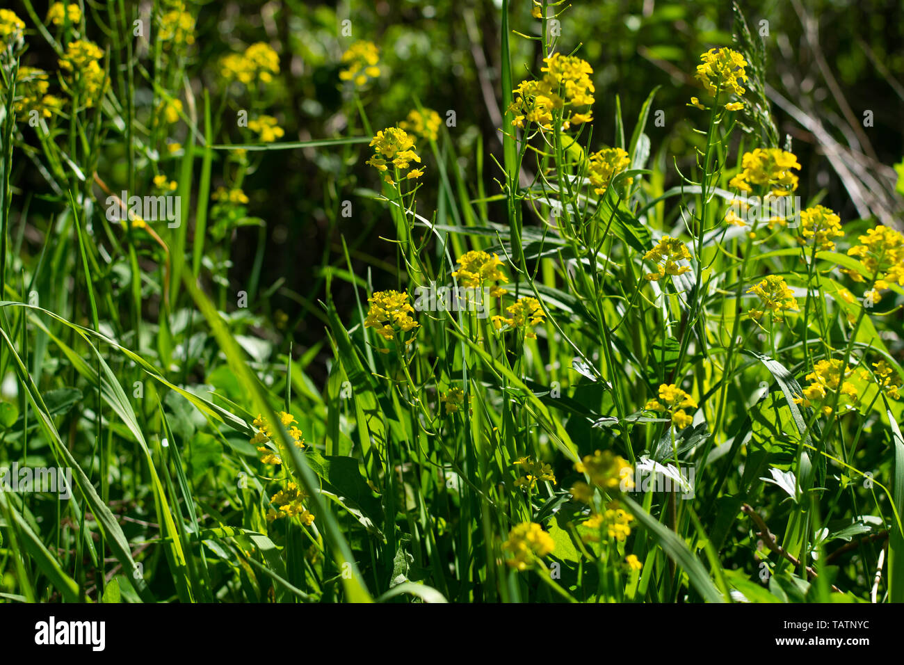 Spring vegetation growing in the open prairie. Midewin National ...
