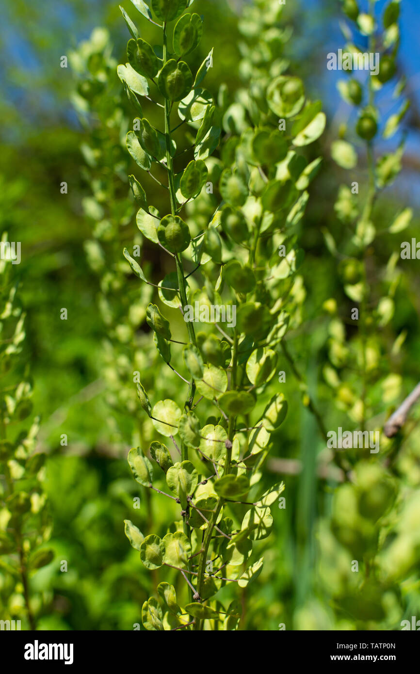 Spring vegetation growing in the open prairie. Midewin National ...