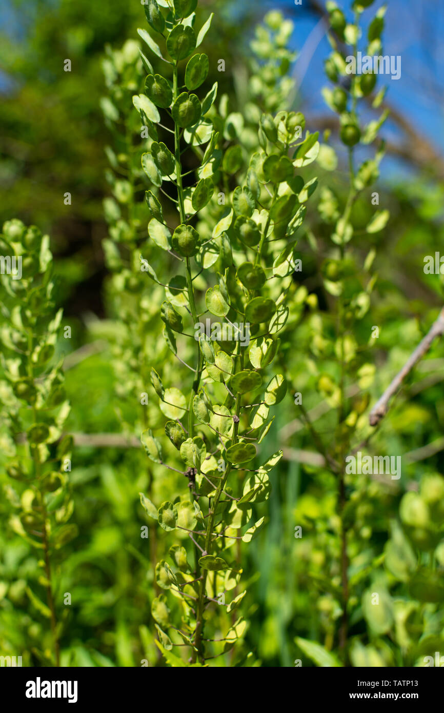 National vegetation classification hi-res stock photography and images ...