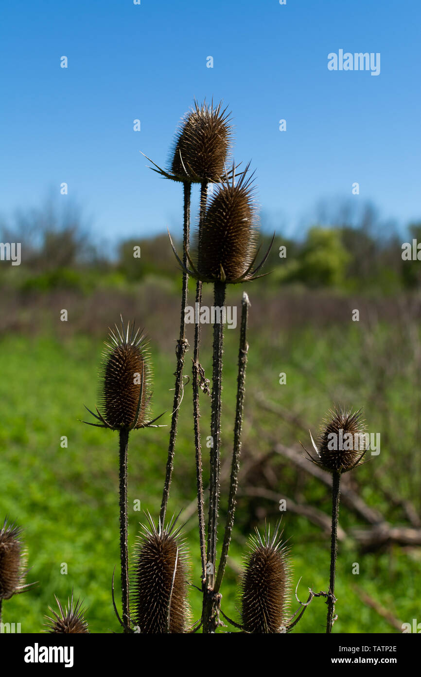 Common teasel dead flower hi-res stock photography and images - Alamy