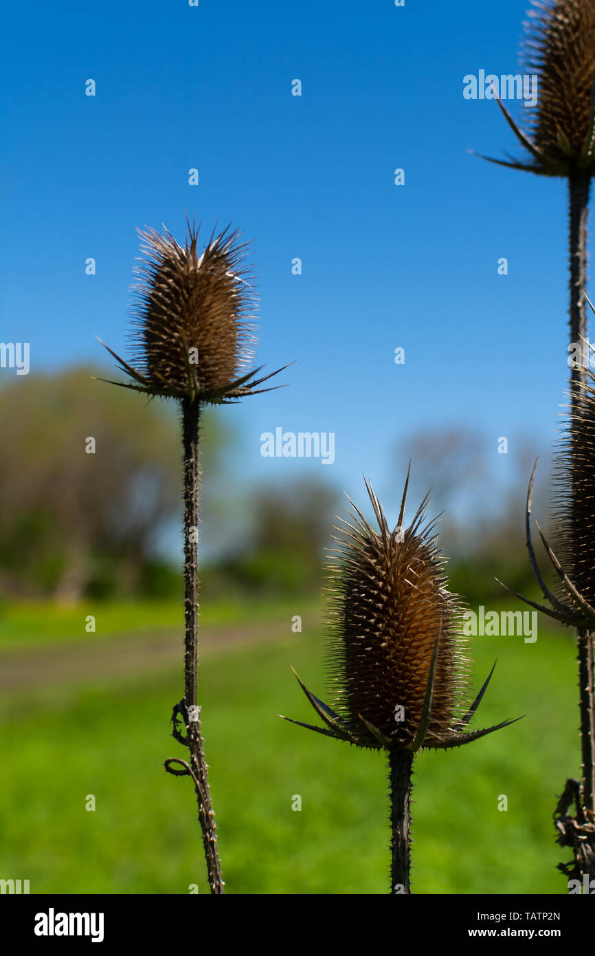 The invasive teasel with brilliant blue skies in the background ...