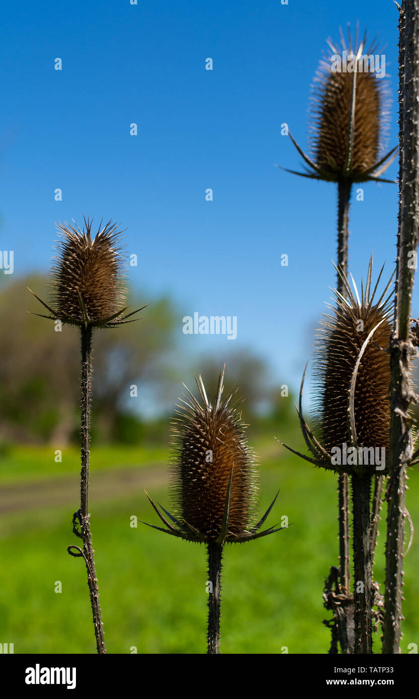 The invasive teasel with brilliant blue skies in the background ...