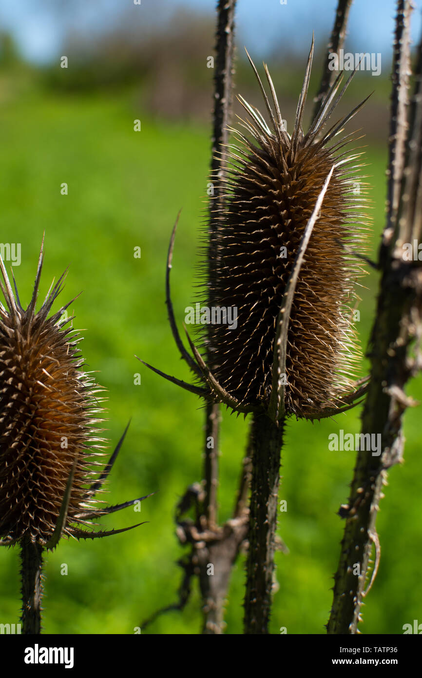 Common teasel dead flower hi-res stock photography and images - Alamy