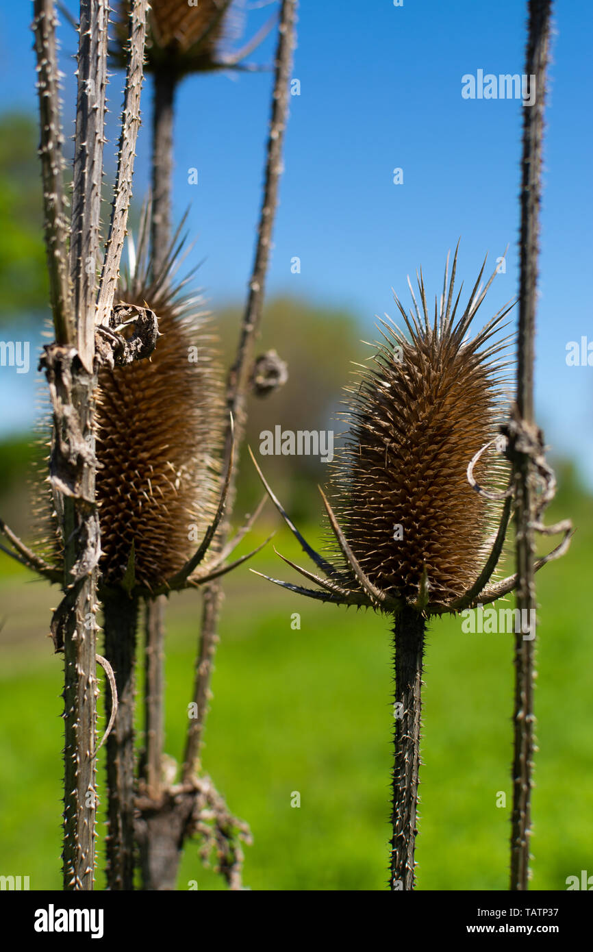 The invasive teasel with brilliant blue skies in the background ...