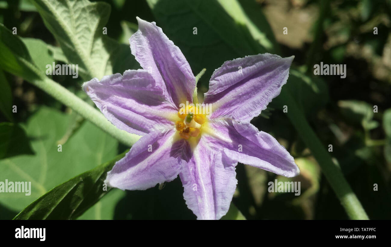 Brinjal flower hi-res stock photography and images - Alamy