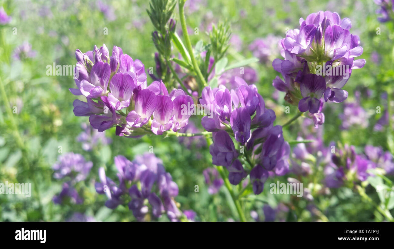 Fenugreek Plant High Resolution Stock Photography and Images - Alamy