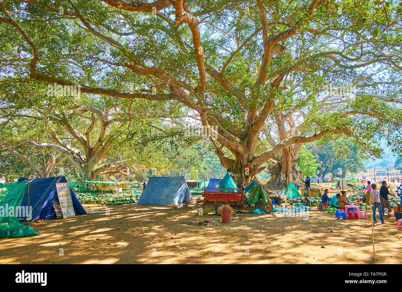 Banyan burma tree hi-res stock photography and images - Alamy