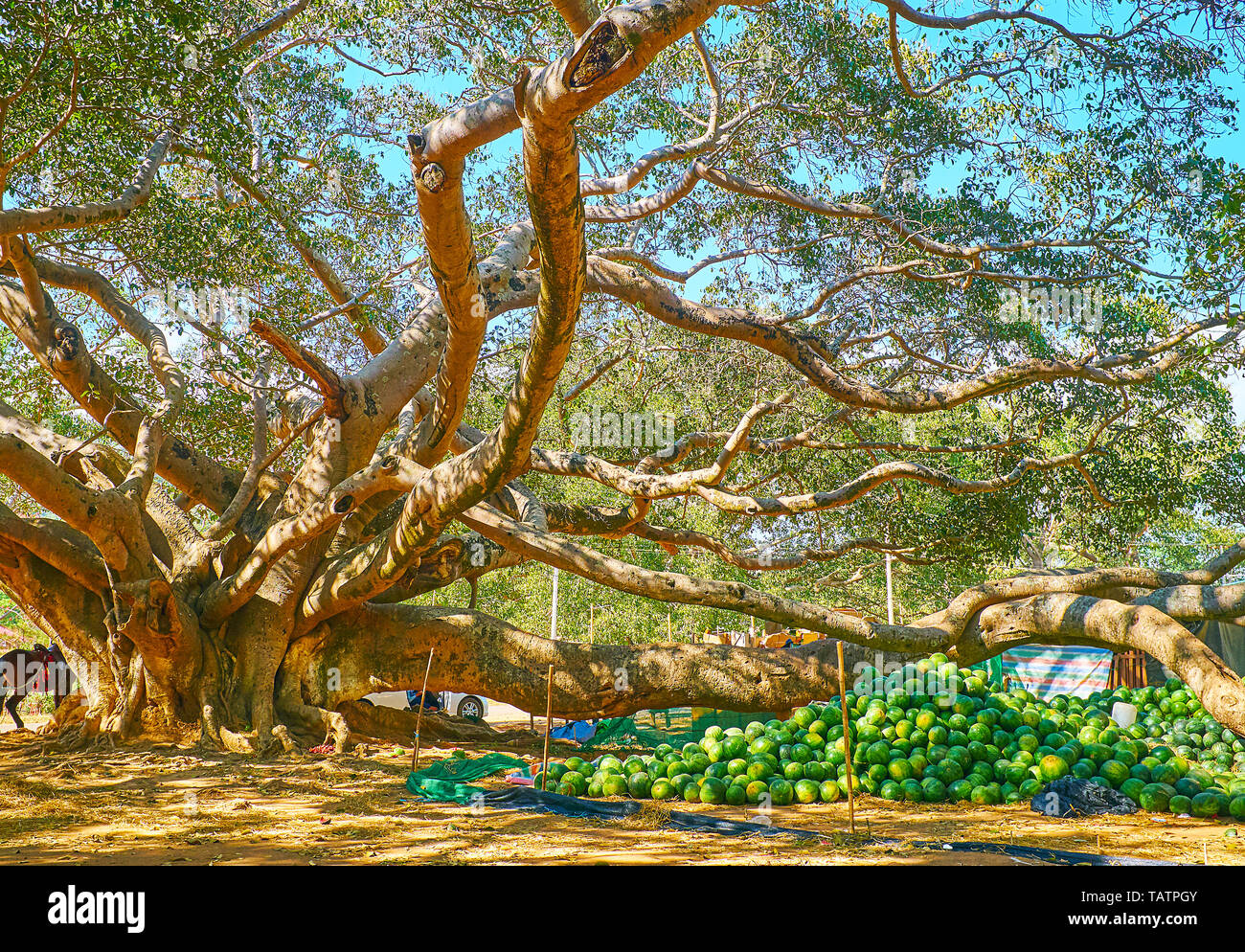 Banyan burma tree hi-res stock photography and images - Alamy