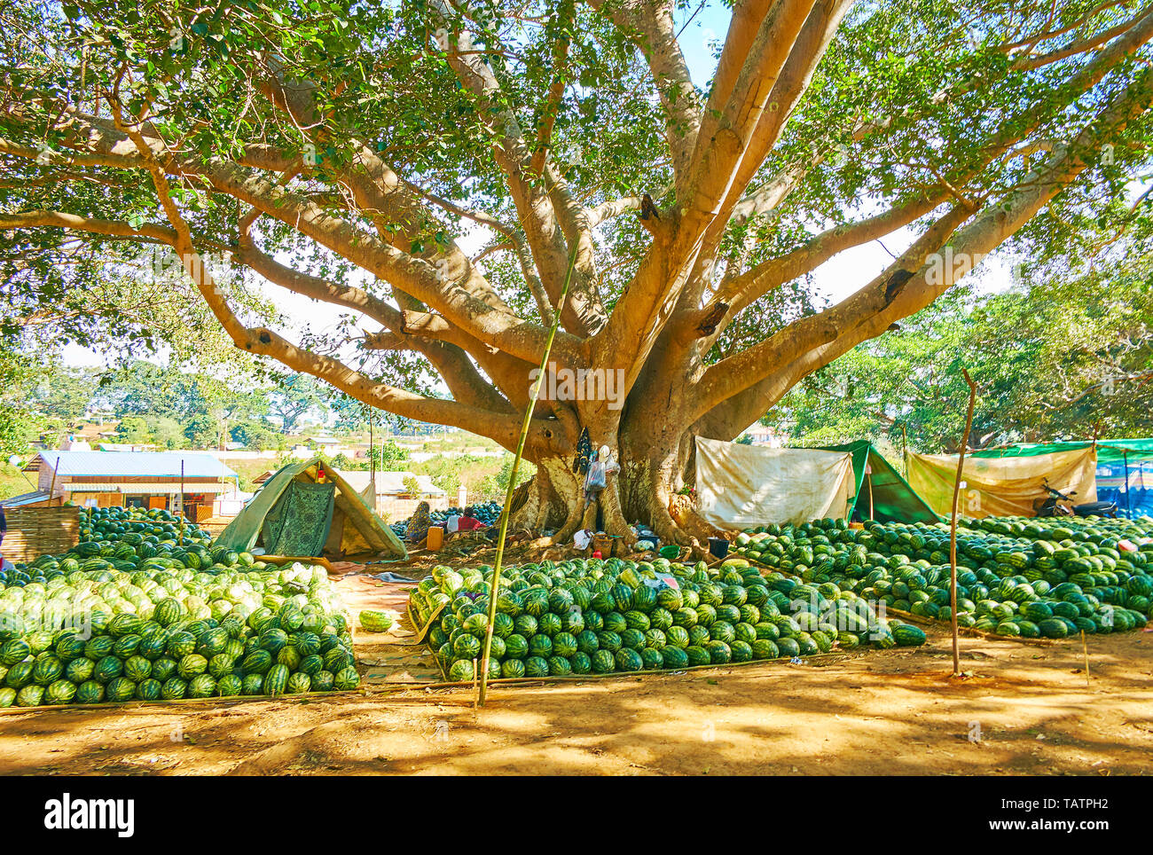 Banyan burma tree hi-res stock photography and images - Alamy