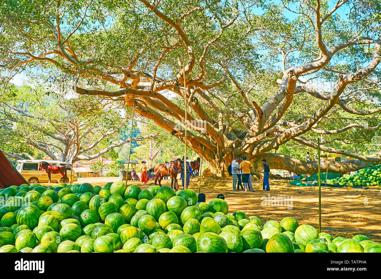 Banyan burma tree hi-res stock photography and images - Alamy