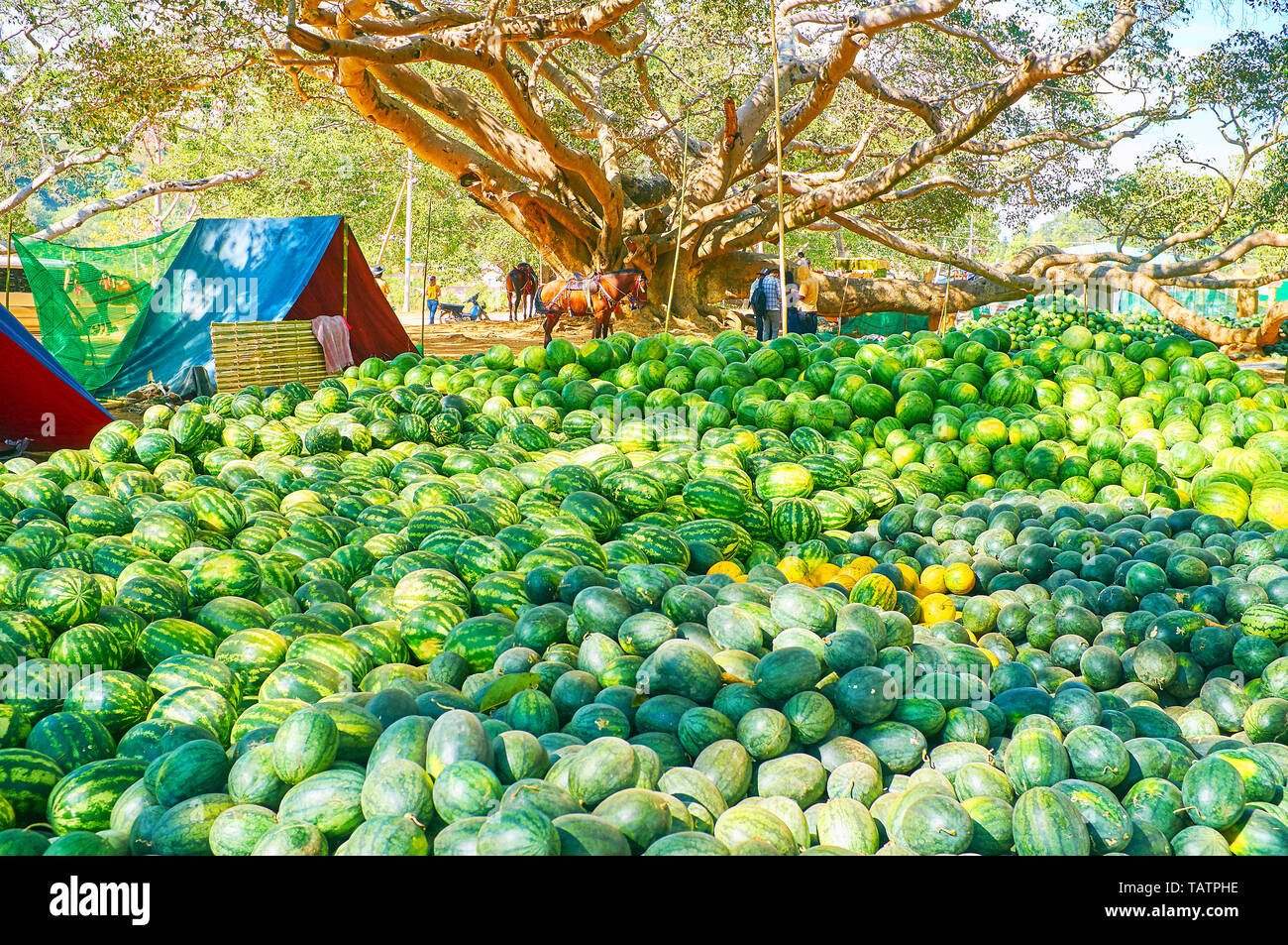 Banyan burma tree hi-res stock photography and images - Alamy