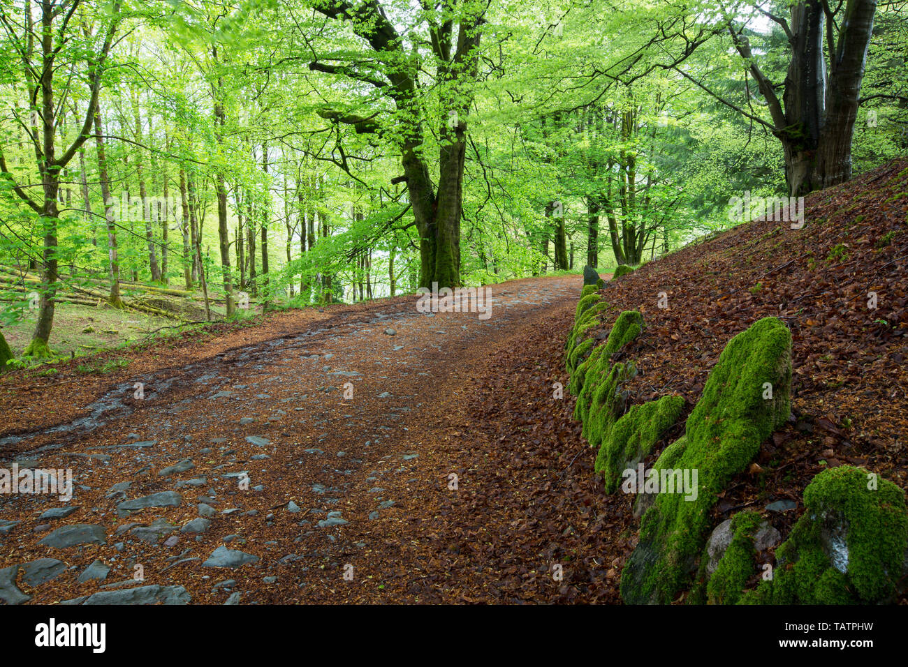 Spring foliage on Beech trees in Deer Bolt Woods above Grasmere, Lake ...