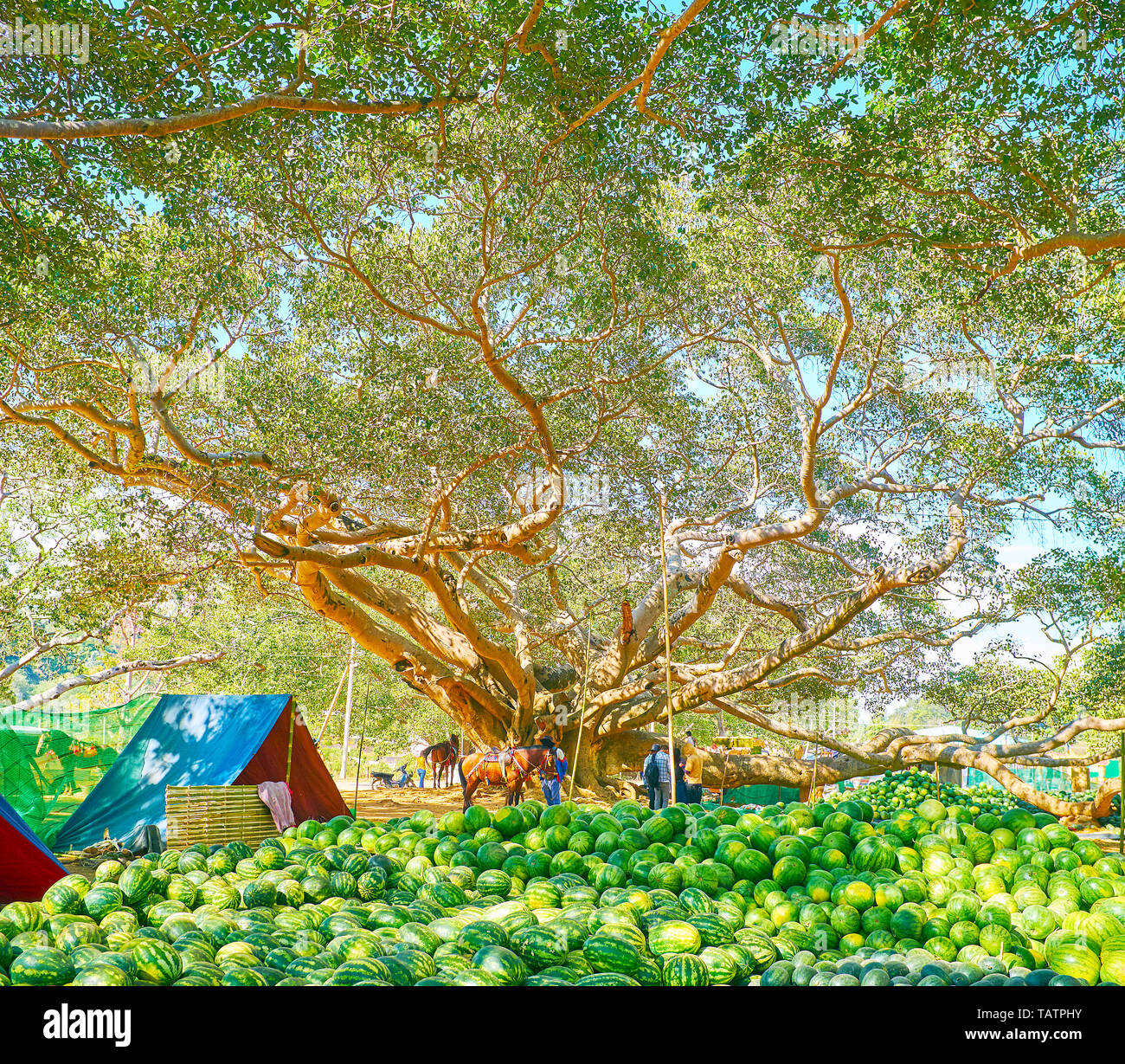 Banyan burma tree hi-res stock photography and images - Alamy