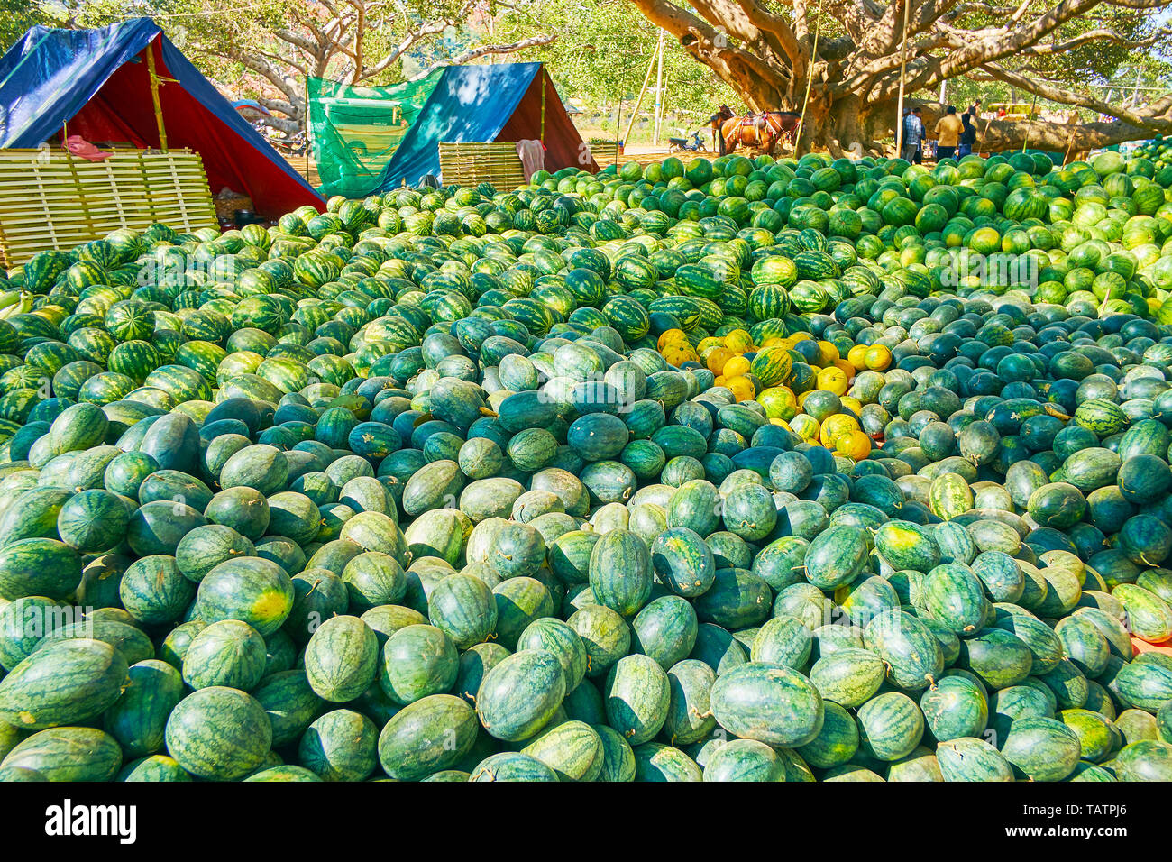 Banyan burma tree hi-res stock photography and images - Alamy