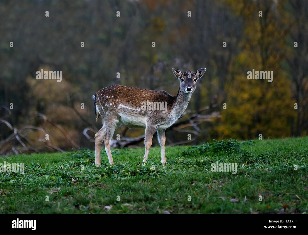 Deer theme hi-res stock photography and images - Alamy
