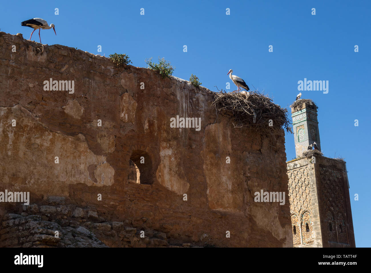 Medieval landscape with flying stork hi-res stock photography and ...