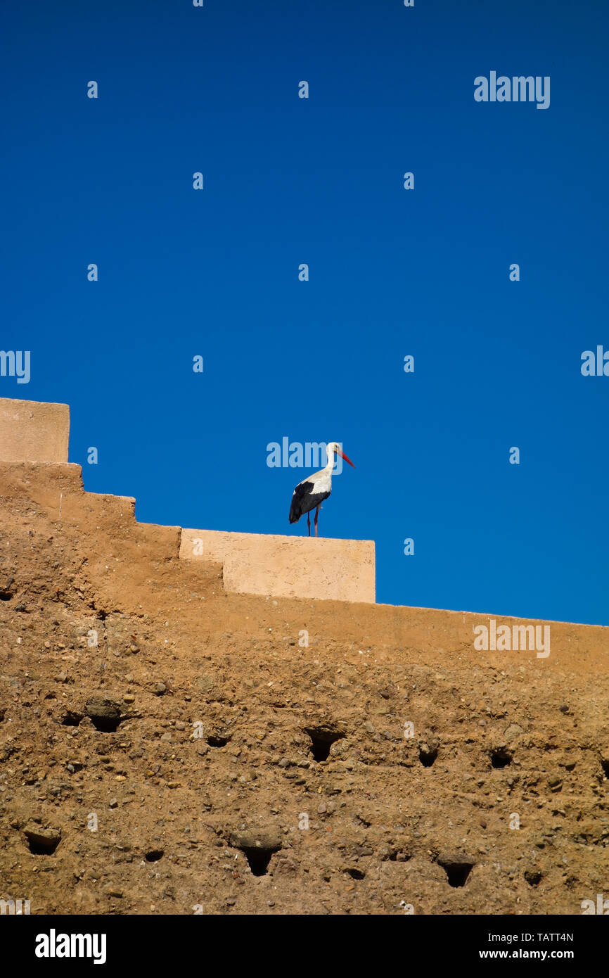 One stork sitting on the ruins of the Chellah or Shalla, a medieval ...