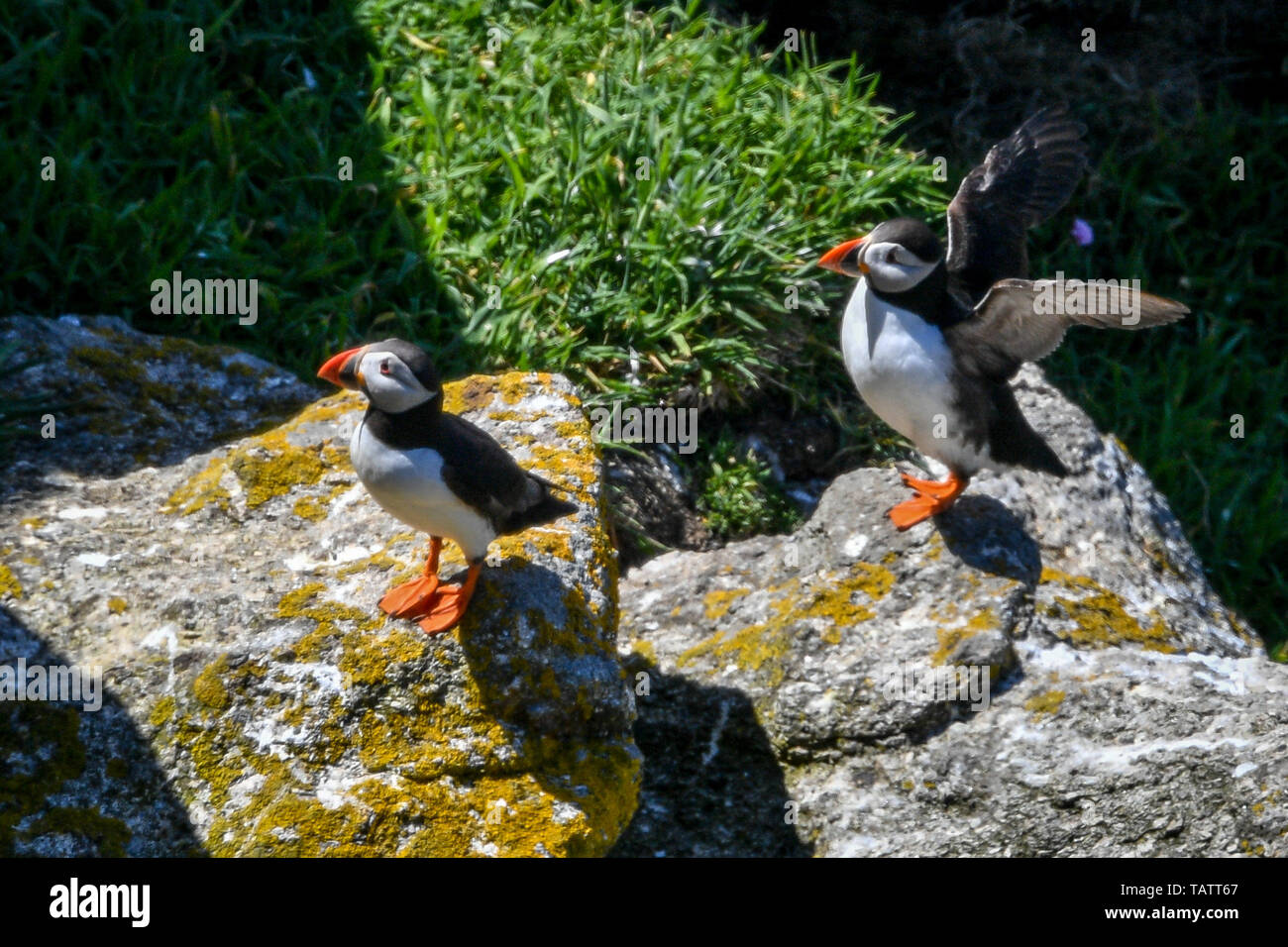 Puffins stay close to their burrows among the cliff faces on Lundy ...