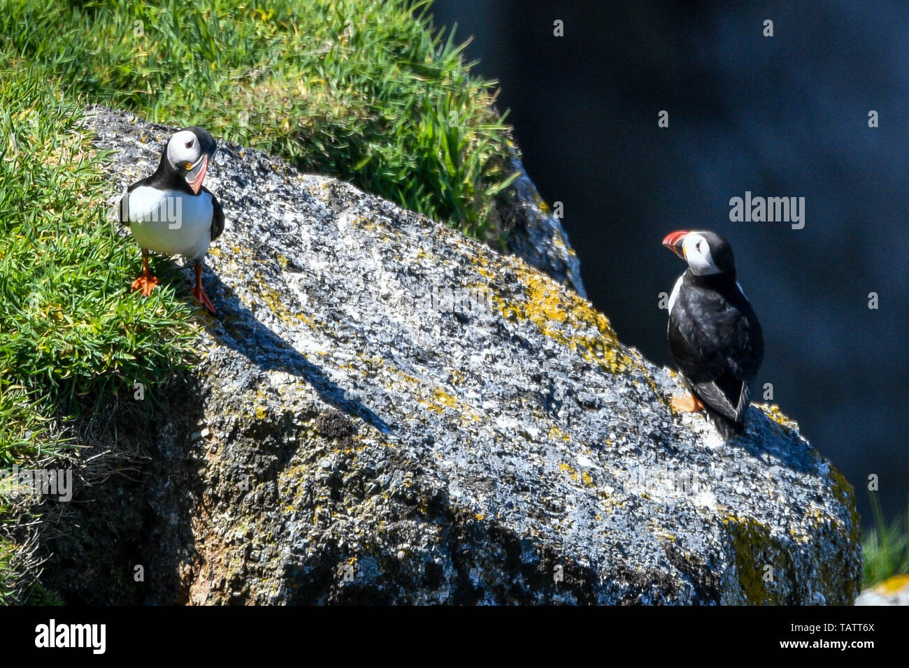 Puffins stay close to their burrows among the cliff faces on Lundy ...