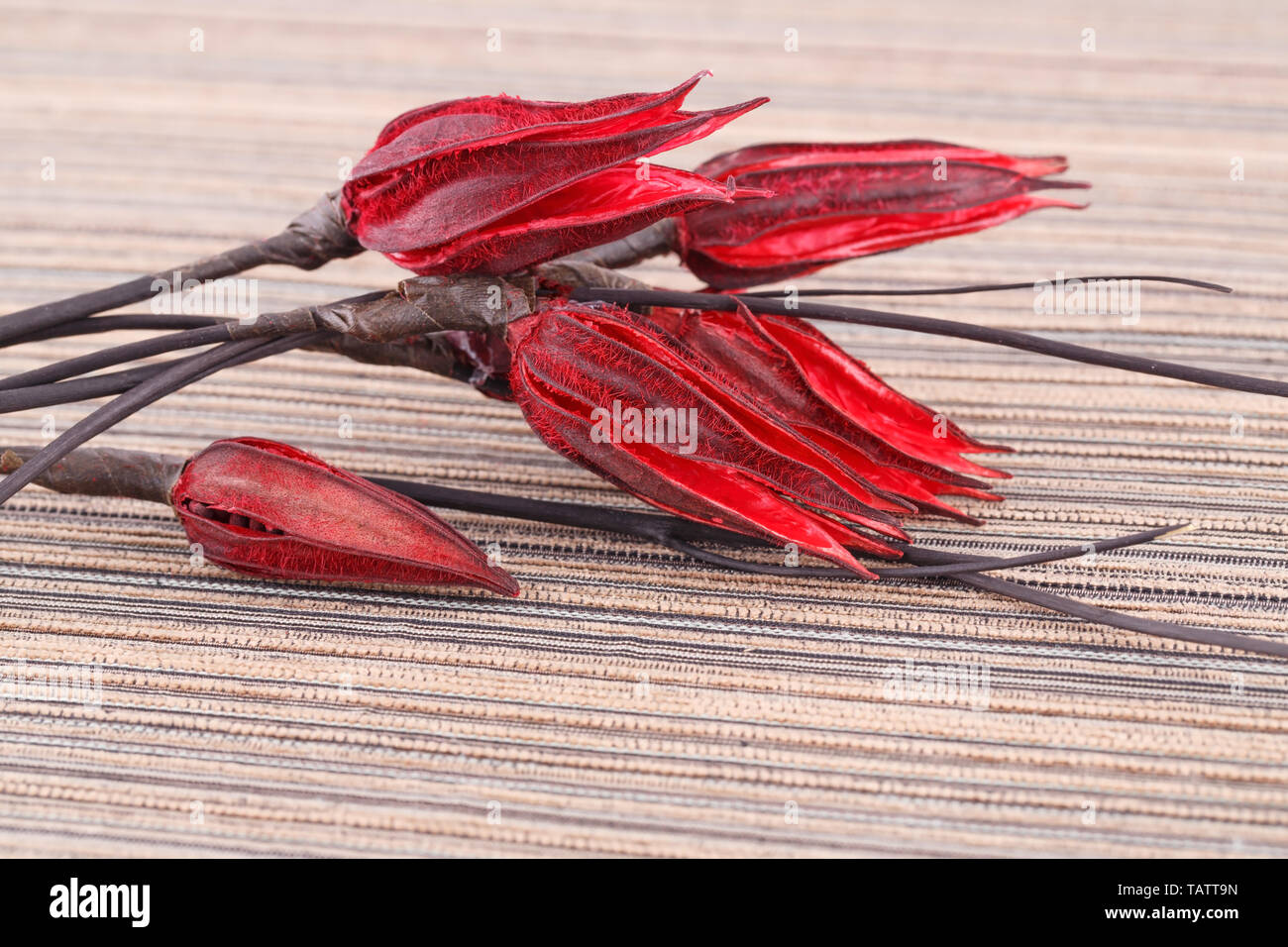 Red dried flowers on striped cloth background Stock Photo - Alamy