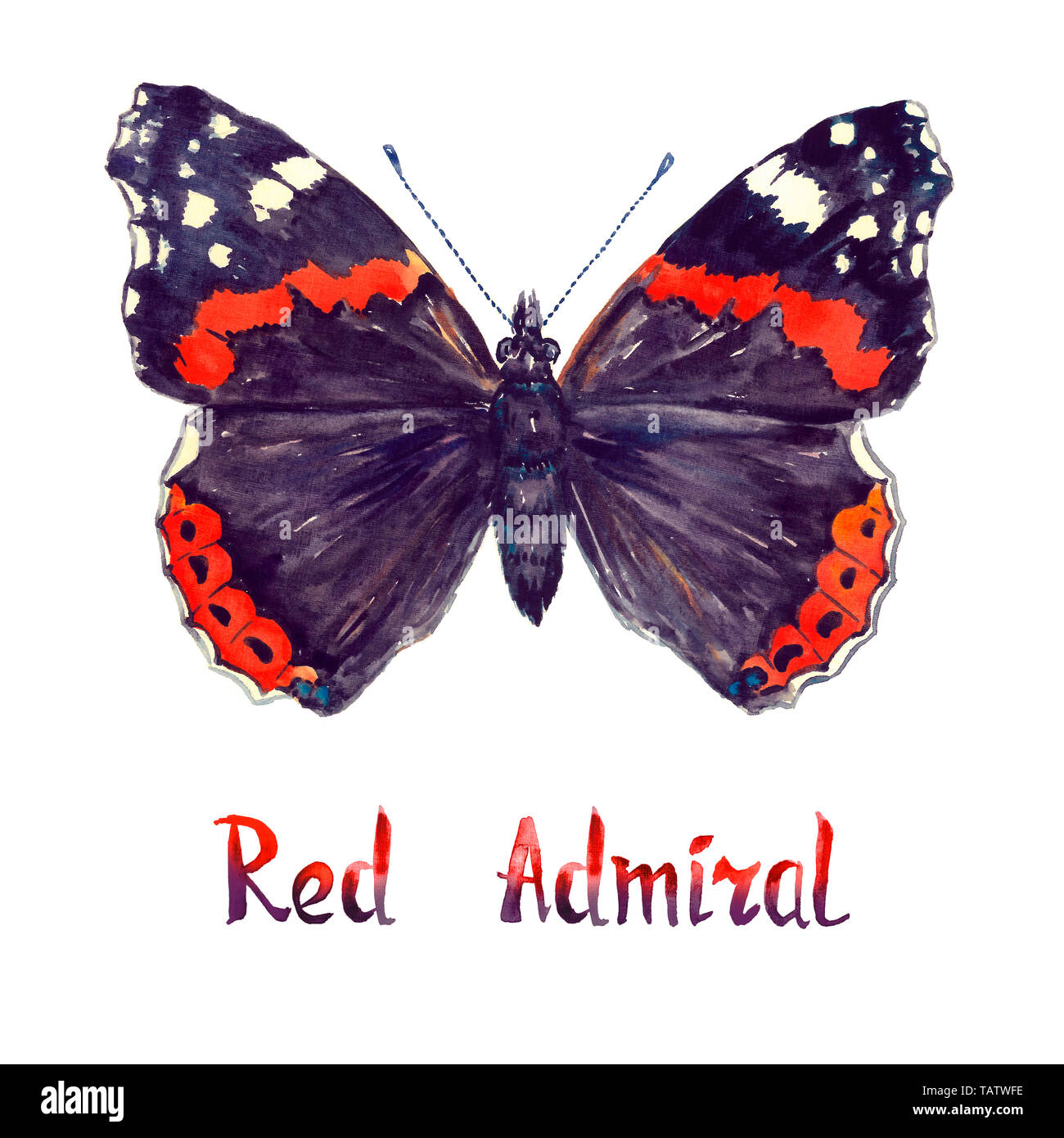 Red Admiral Butterfly Drawing
