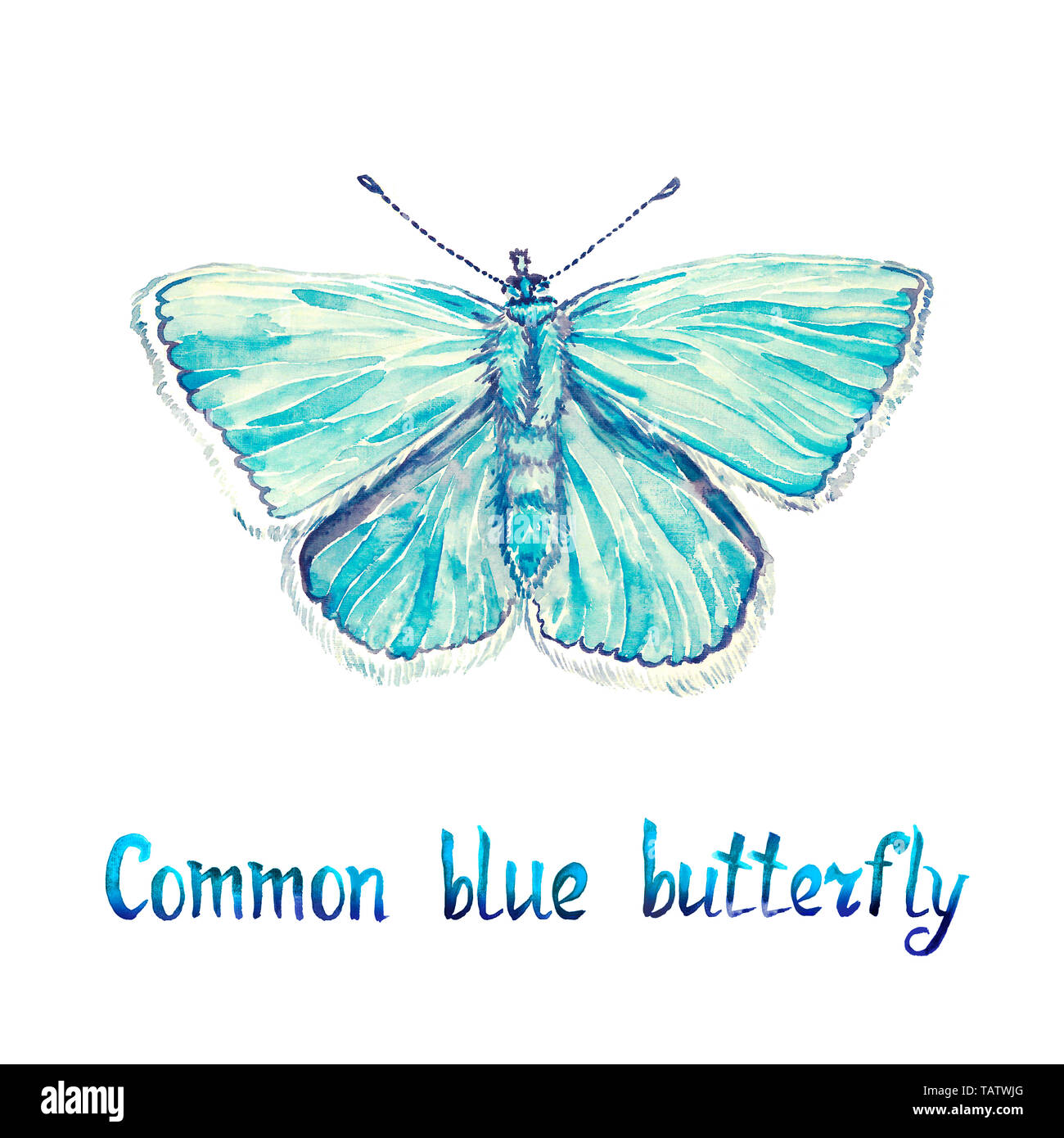 Male female common blue Cut Out Stock Images & Pictures - Alamy