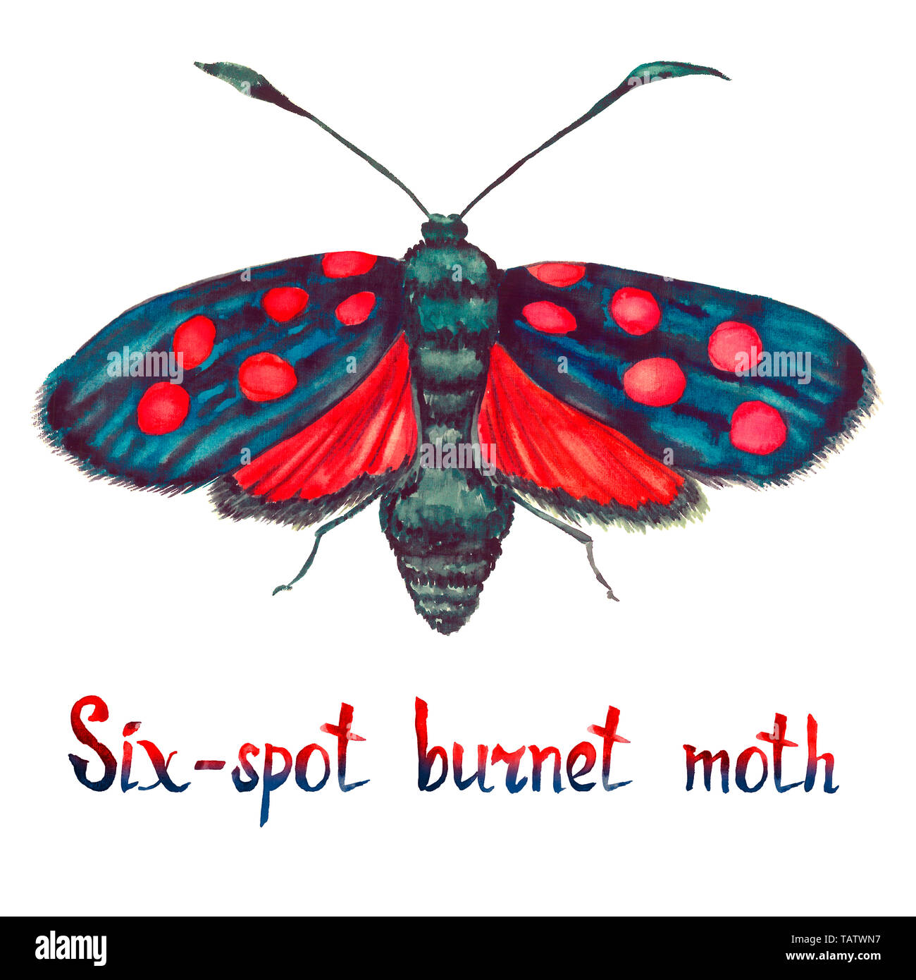 Six-spot burnet moth, hand painted watercolor illustration with ...
