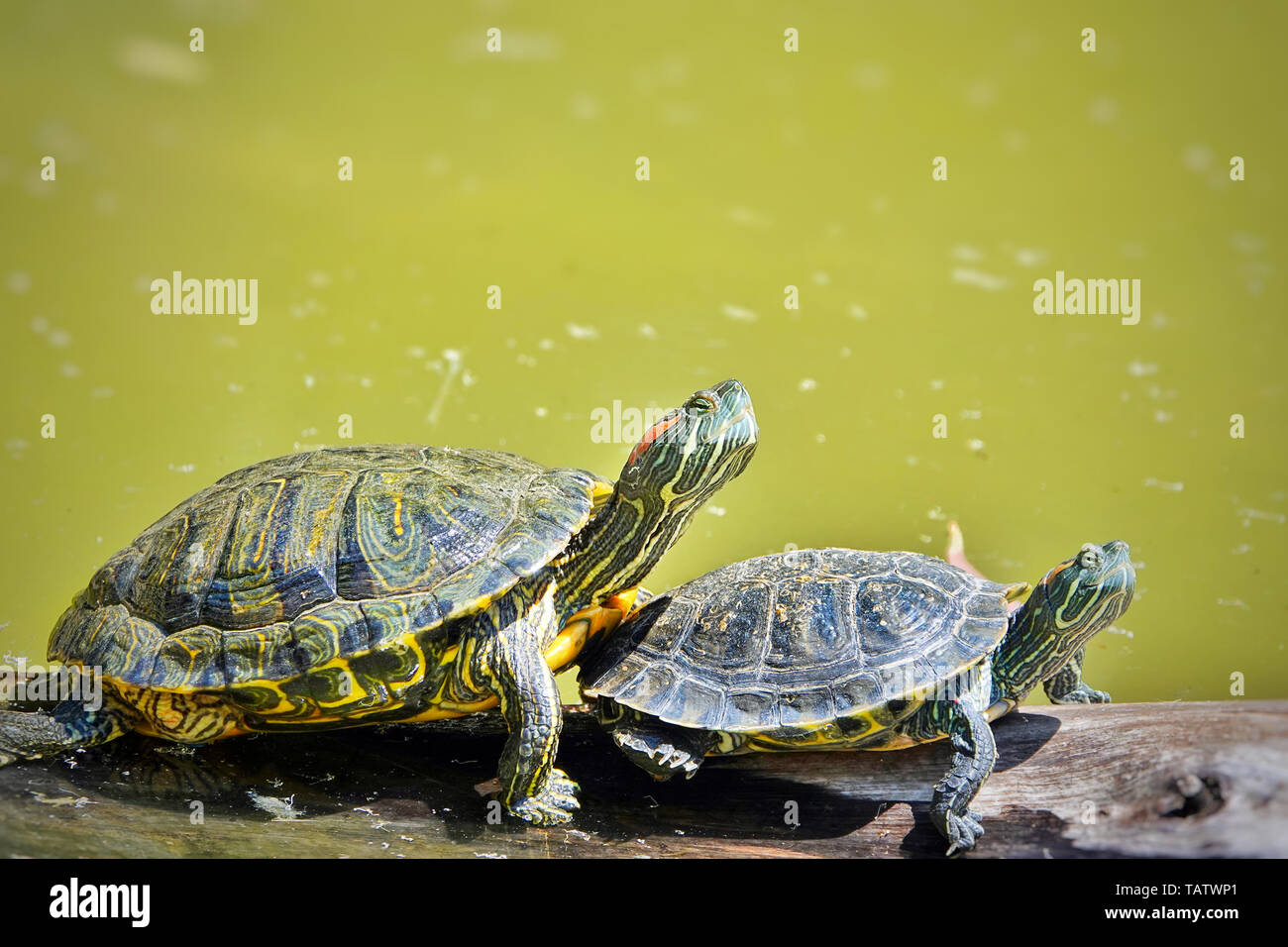 Sweet Turtle is on Green Lake Having Sunbath Stock Photo - Alamy
