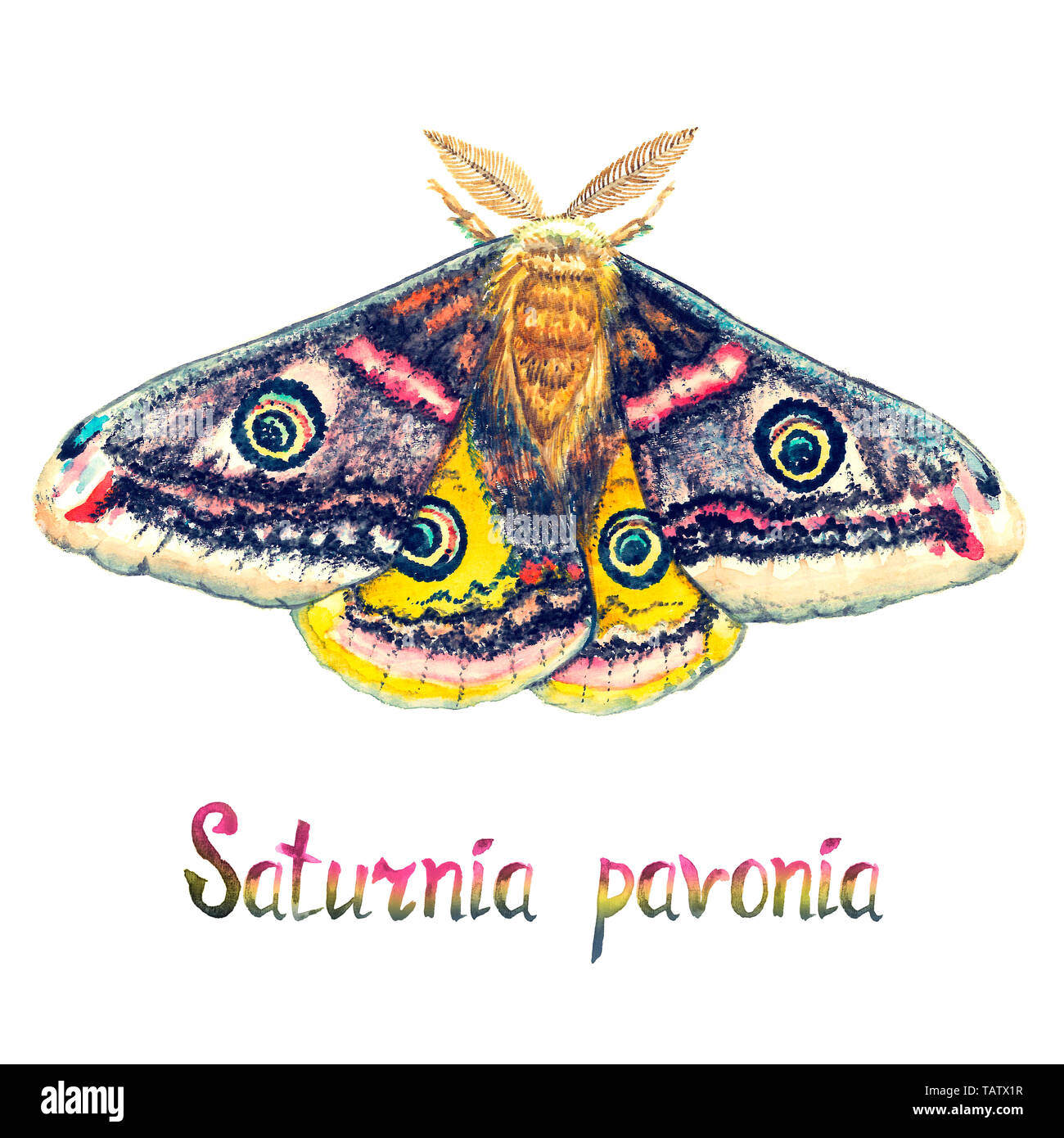 Yellow hay moth Cut Out Stock Images & Pictures - Alamy