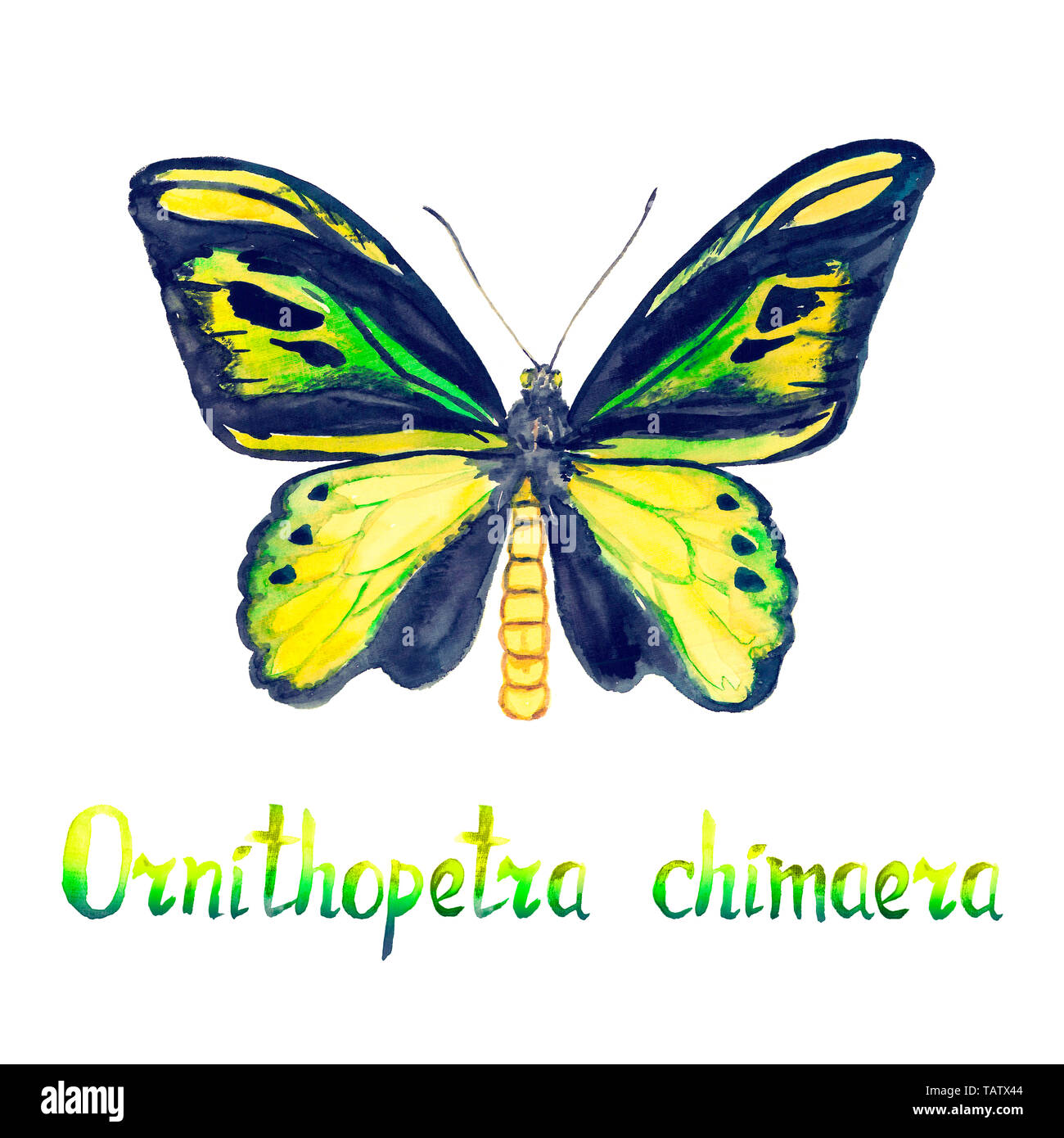 Common green birdwing butterfly ornithoptera hi-res stock photography ...