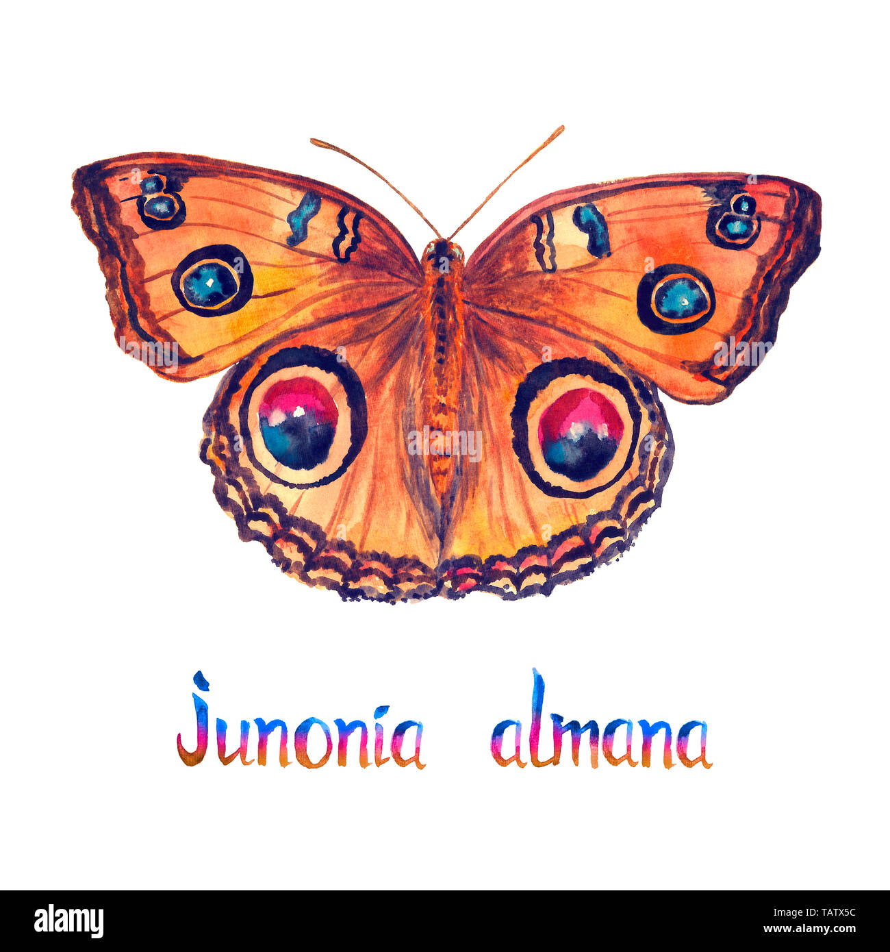Junonia almana, peacock pansy, hand painted watercolor illustration ...