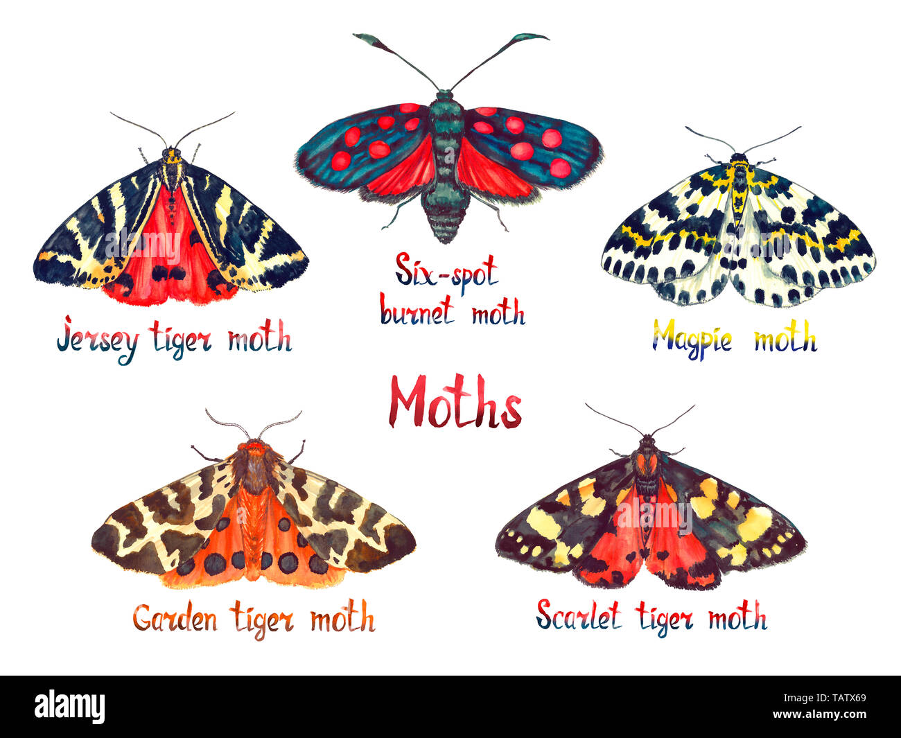 Jersey tiger, Six-spot burnet moth, Magpie, Garden tiger and Scarlet ...