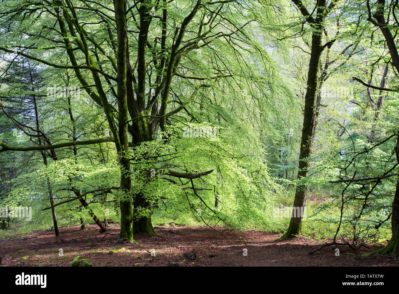 Spring foliage on Beech trees in Deer Bolt Woods above Grasmere, Lake ...