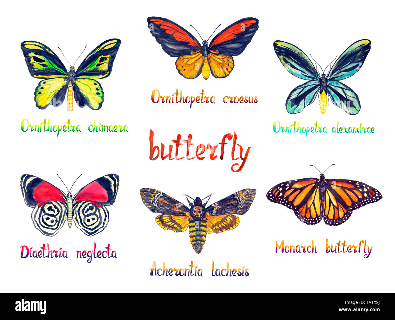 Ornithoptera chimaera, Ornithoptera croesus, Ornithoptera alexandrae ...