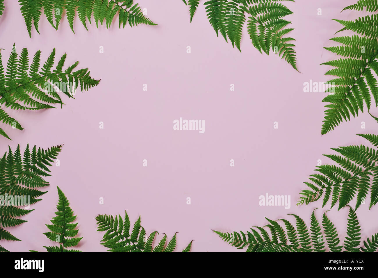 Summer composition. Tropical fern leaves on pastel pink background ...