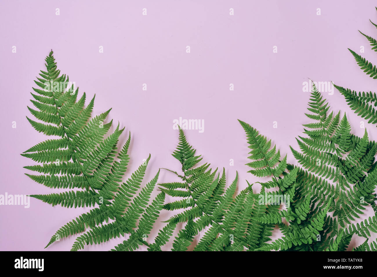 Flat Leaf Fern